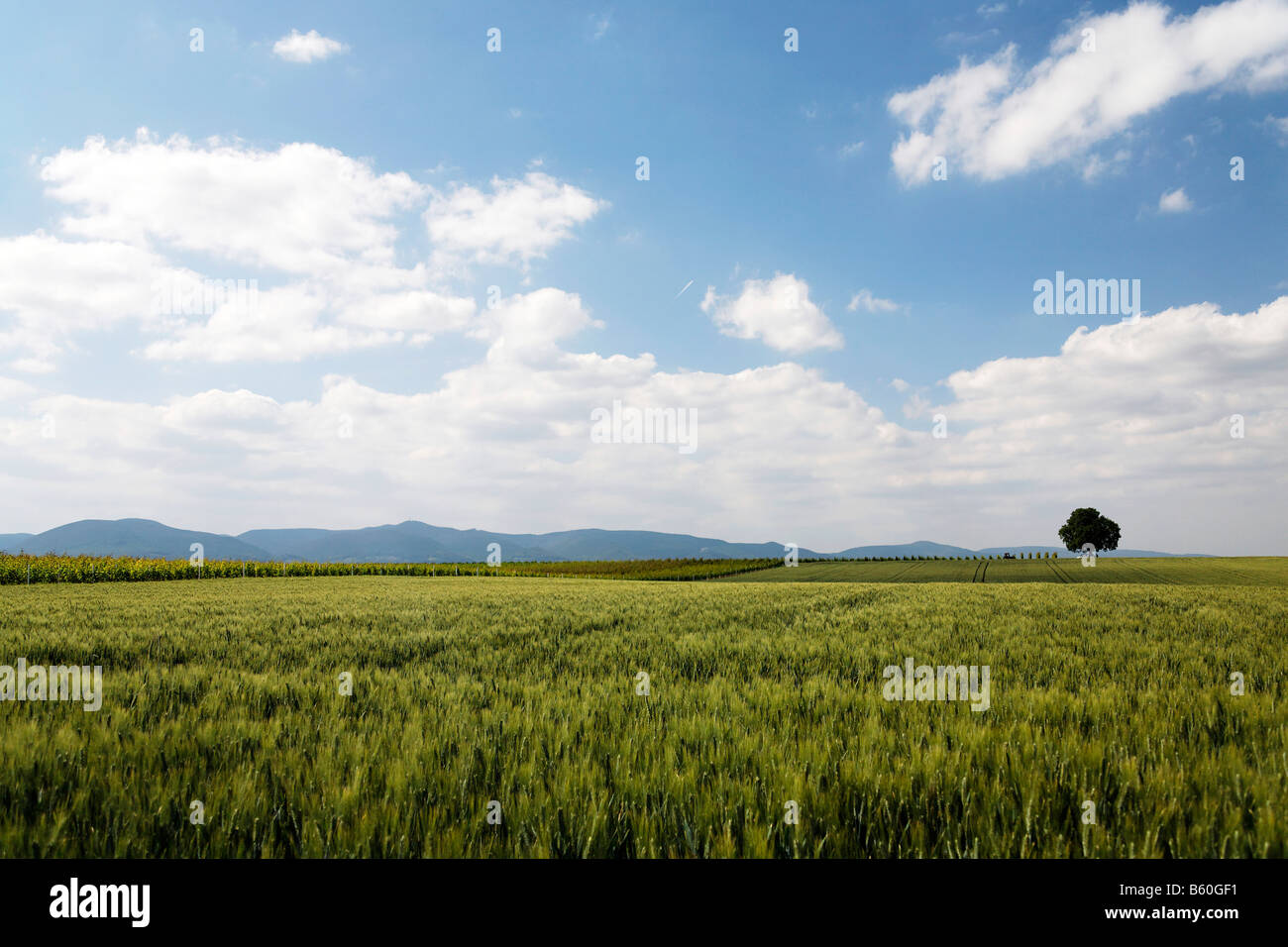 Walnut field hi-res stock photography and images - Alamy