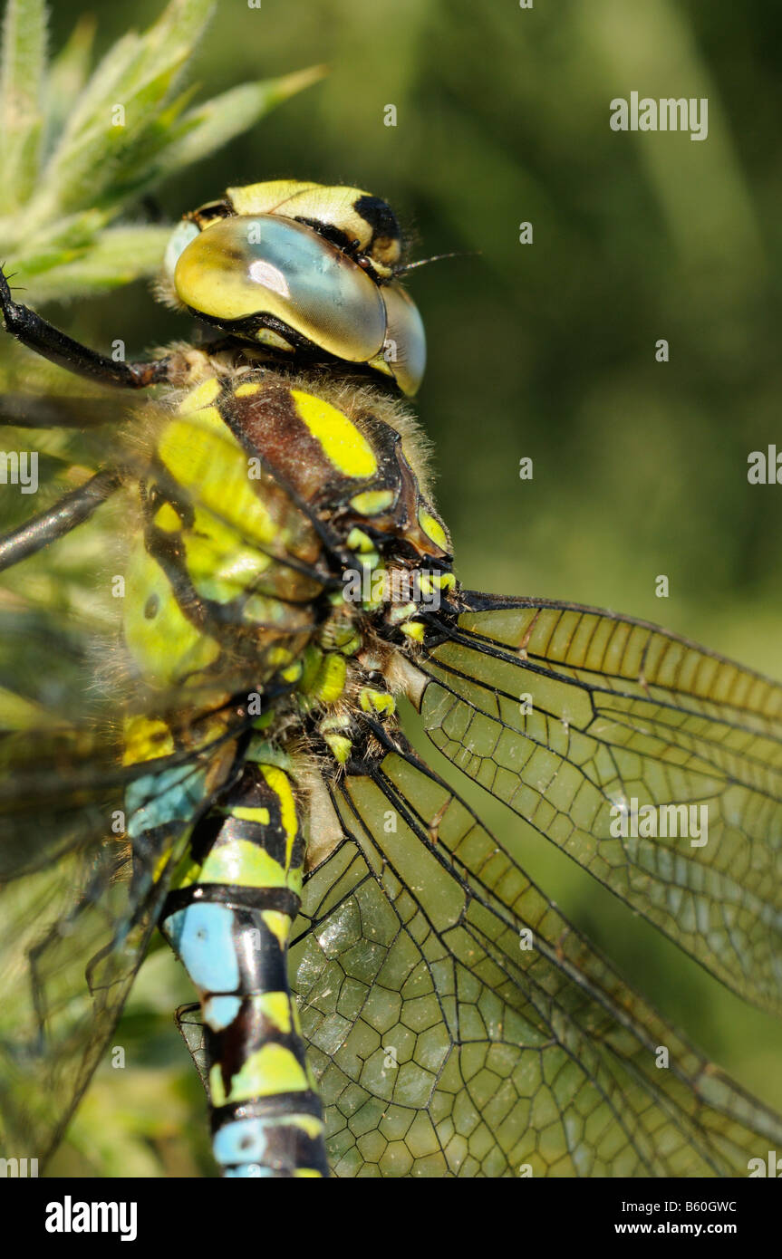 Male southern hawker norfolk hi-res stock photography and images - Alamy