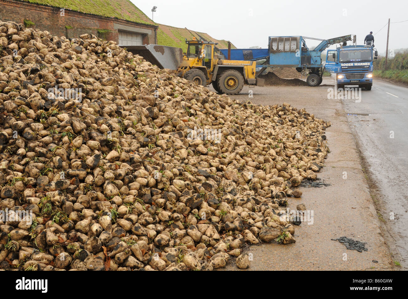 Roadside loading of Sugarbeet on to lorries for transportation to ...