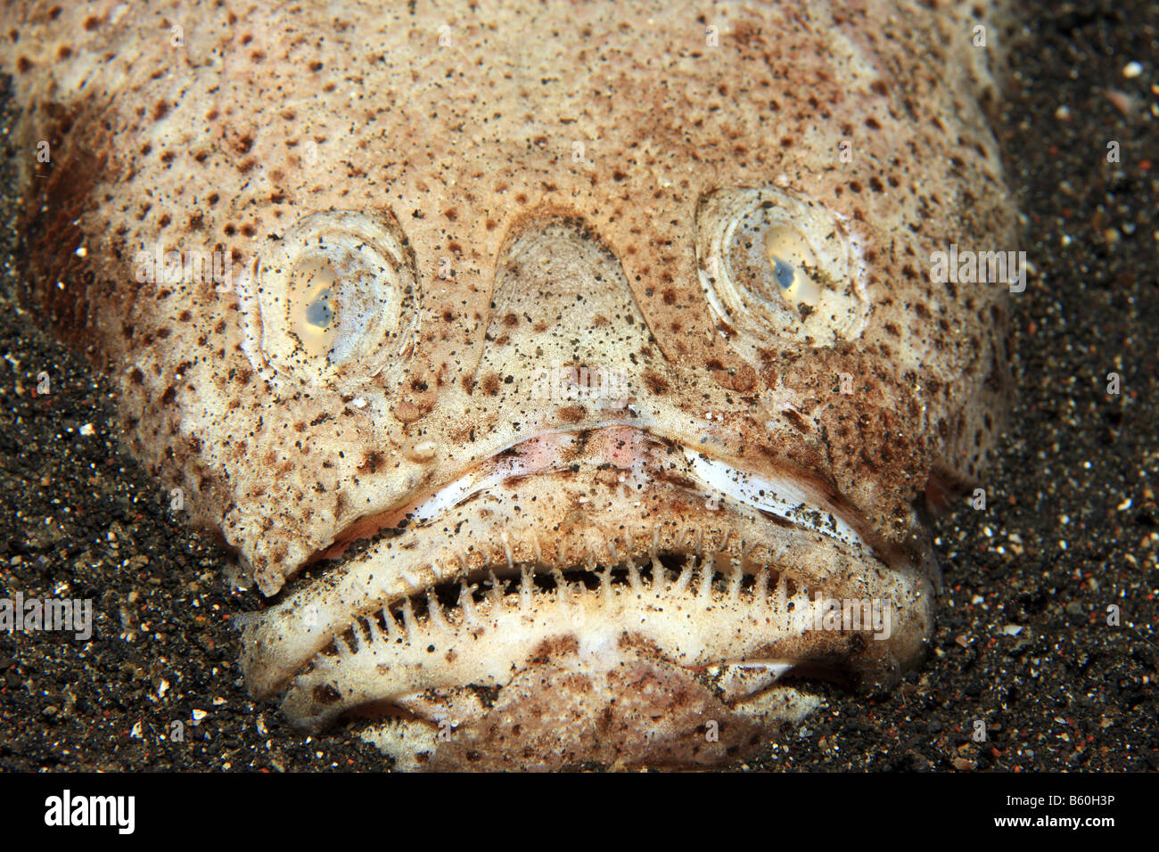 Reticulated stargazer looking up from the rubble and sand Stock Photo ...