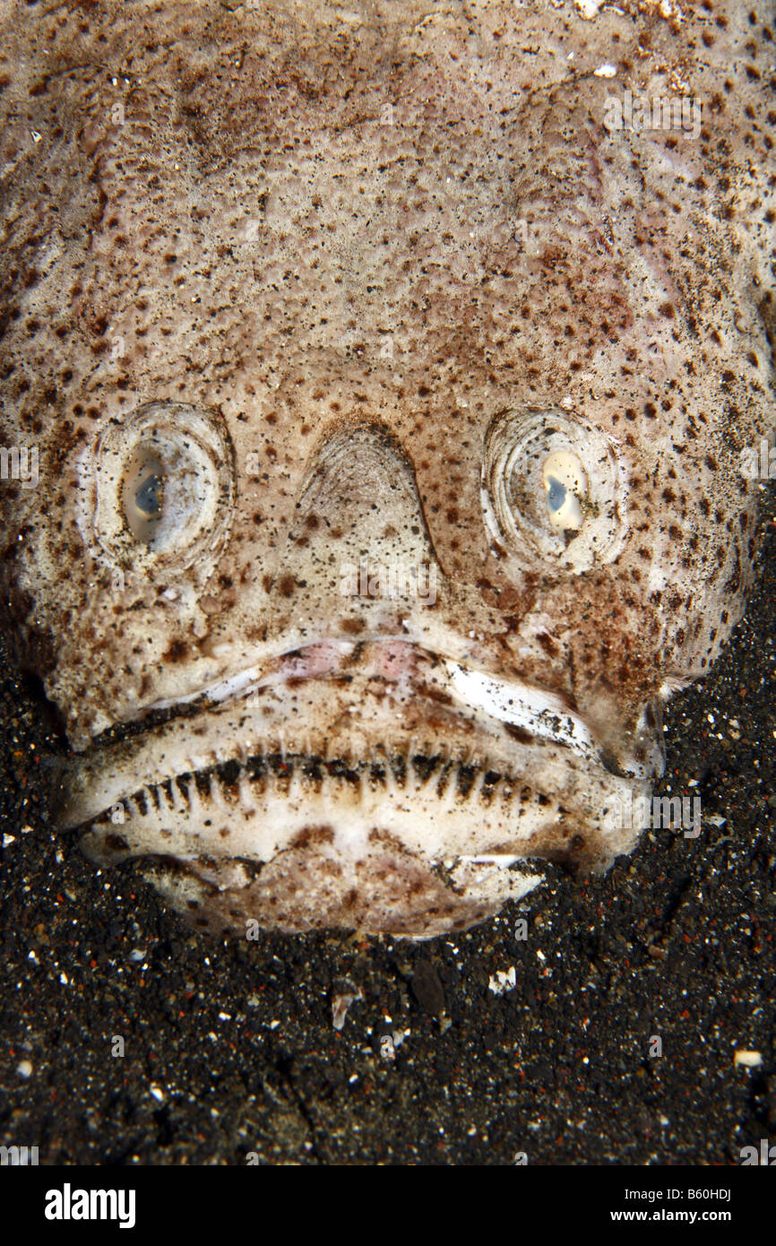 The stargazer hi-res stock photography and images - Alamy