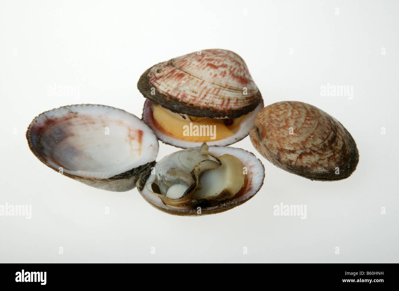 Cockle hi-res stock photography and images - Alamy