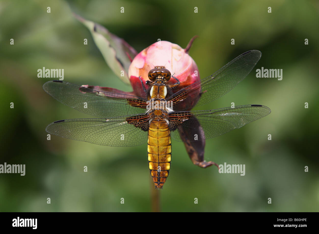 Dargon hi-res stock photography and images - Alamy