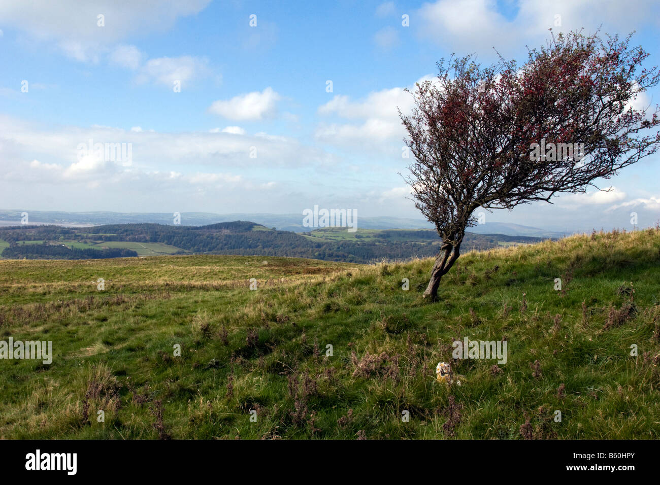 wind blown tree on the yorkshire dales, yorkshire, england Stock Photo ...