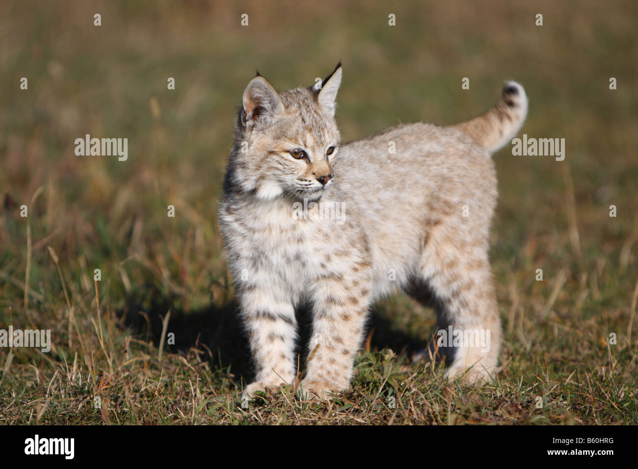 Bob cat kitten hi-res stock photography and images - Alamy