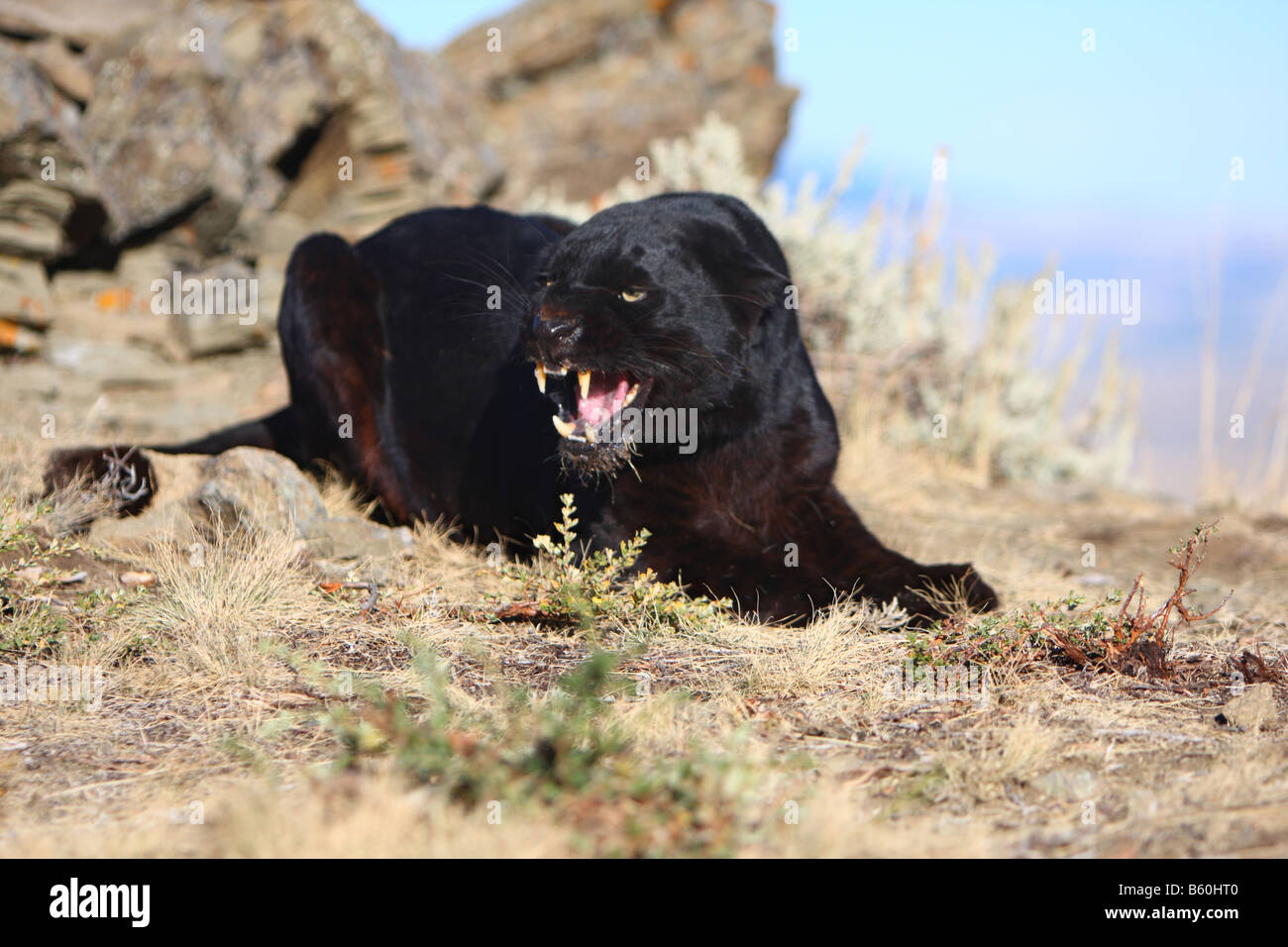 Black panther teeth hi-res stock photography and images - Alamy