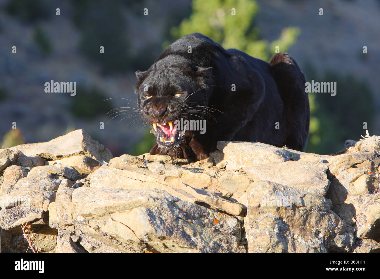 Black Leopard Roar