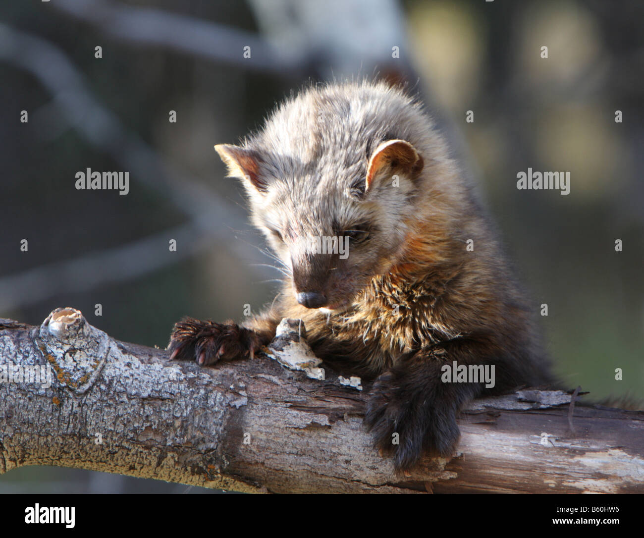 American pine marten Stock Photo - Alamy