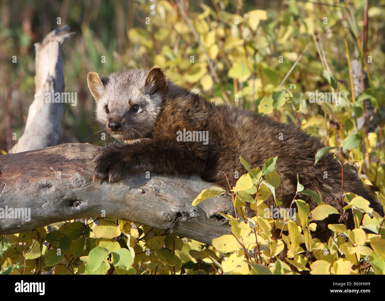 American Pine Martin High Resolution Stock Photography and Images - Alamy