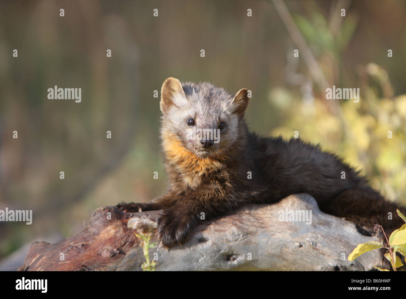 American Pine Martin High Resolution Stock Photography and Images - Alamy