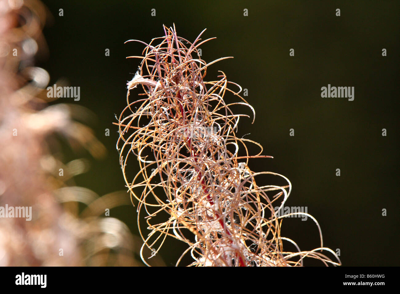 Fireweed in Northern British Columbia Canada Stock Photo - Alamy
