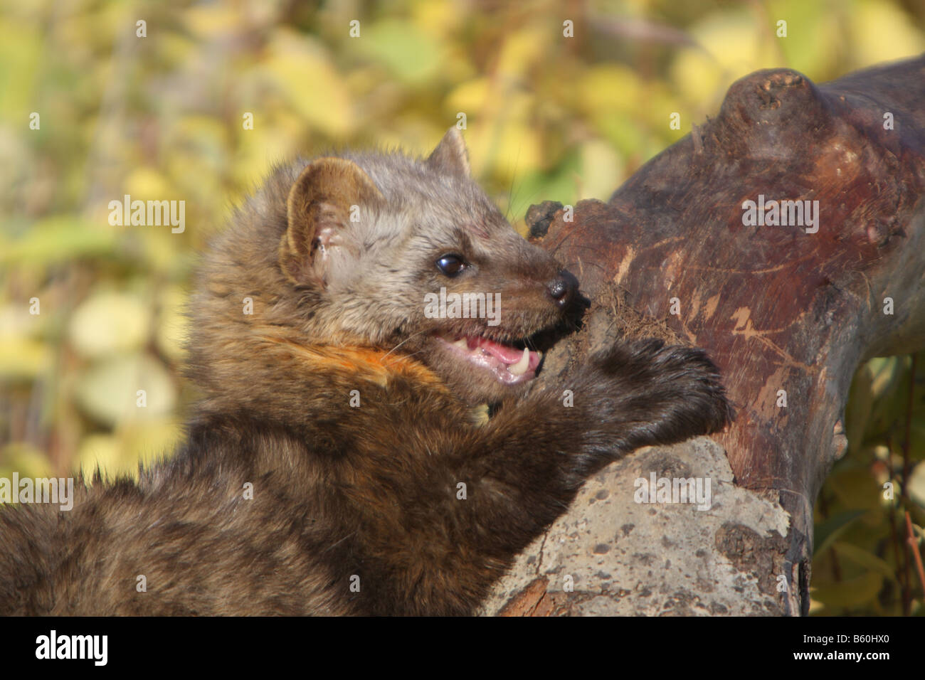 American pine martin hi-res stock photography and images - Alamy