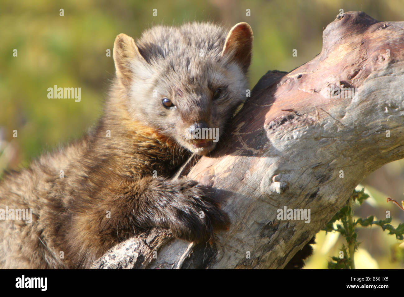 American Pine Martin High Resolution Stock Photography and Images - Alamy