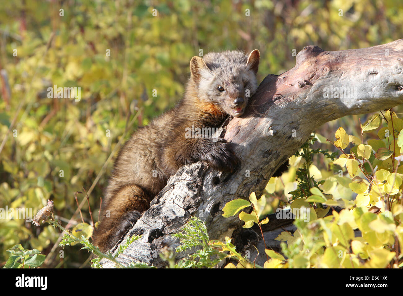 American pine martin hi-res stock photography and images - Alamy