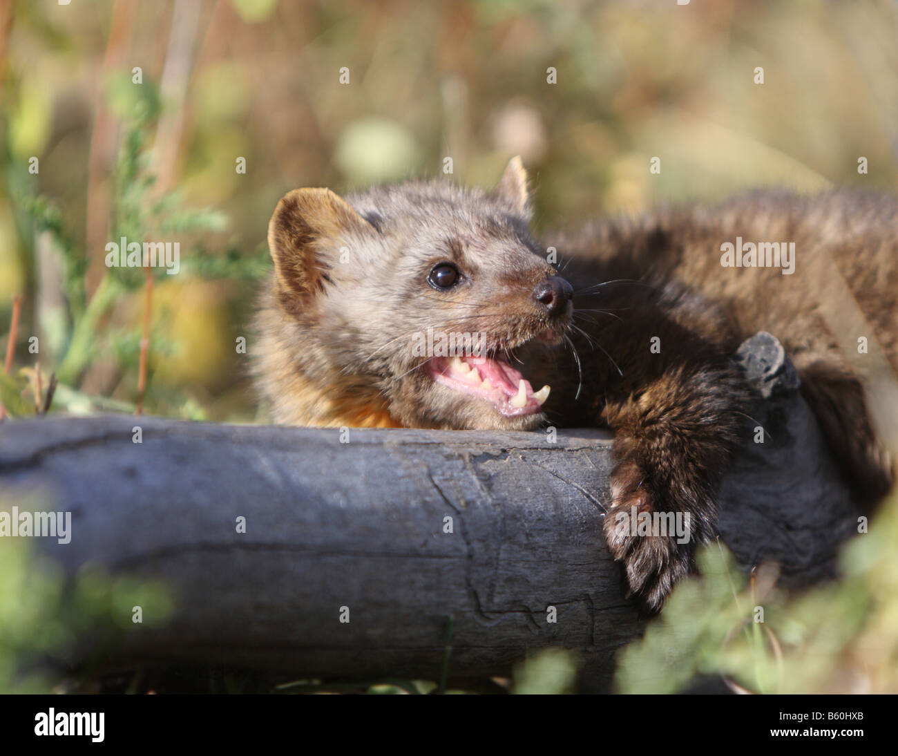 American pine martin hi-res stock photography and images - Alamy