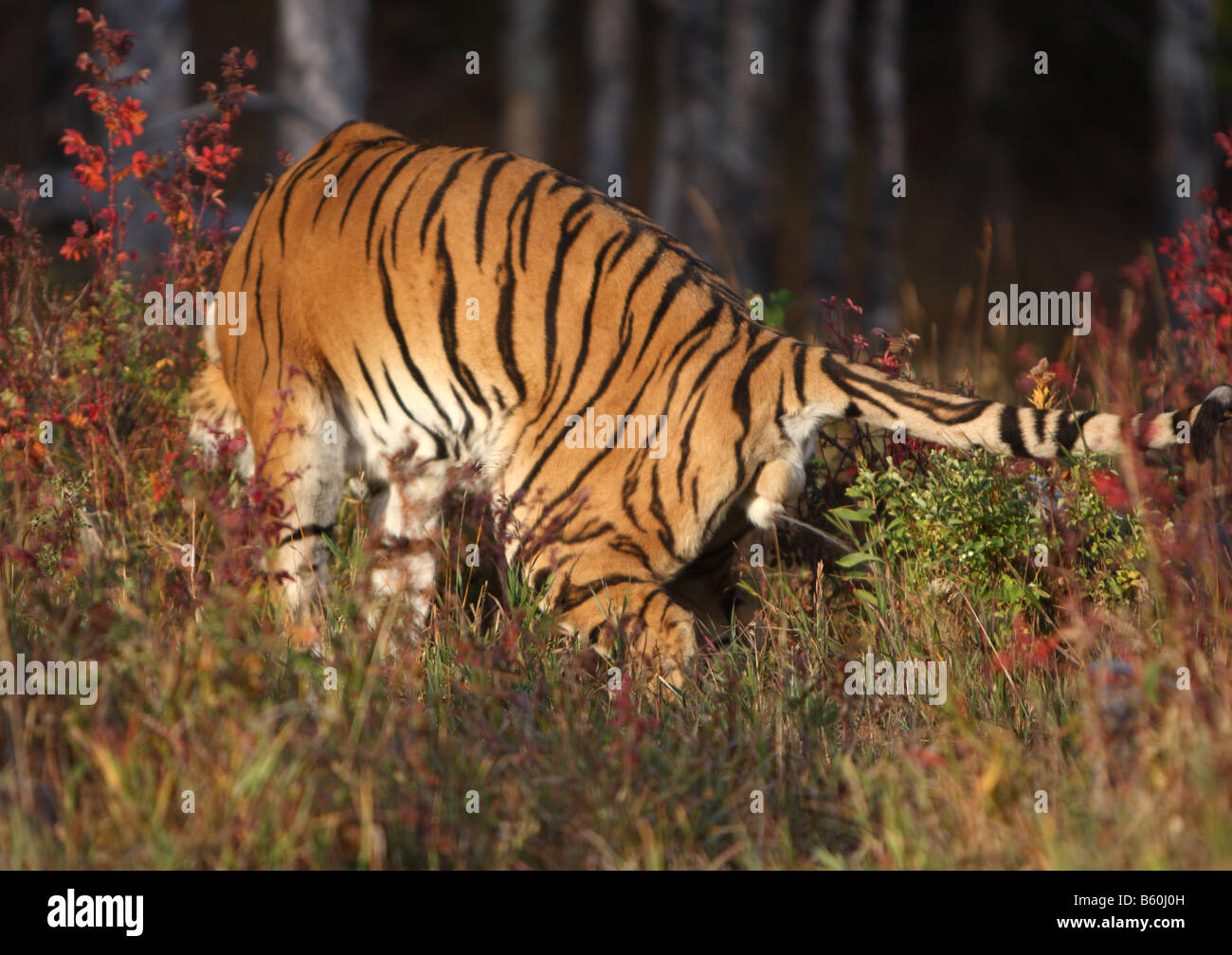 tiger marking territory Stock Photo - Alamy