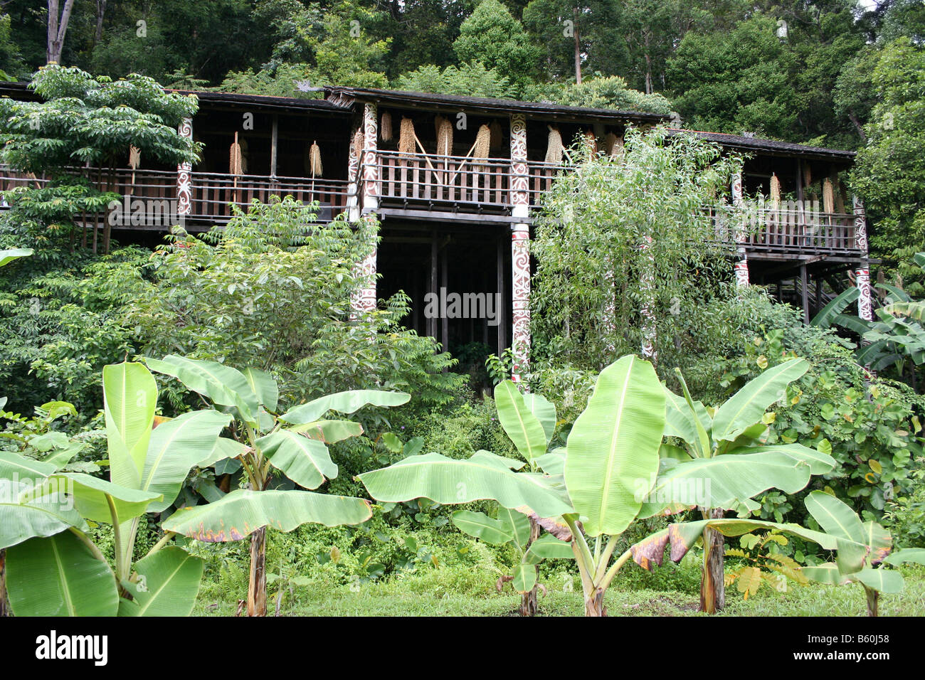 Traditional native house in Sarawak, Malaysia, built on high stilts ...