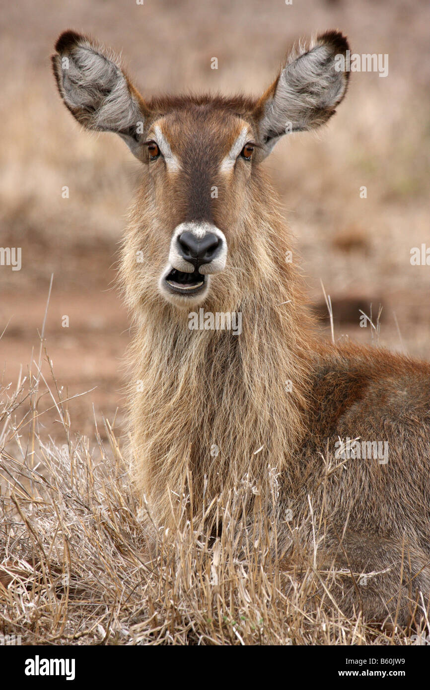 greater kudu tragelaphus strepsiceros single adult female sitting down ...