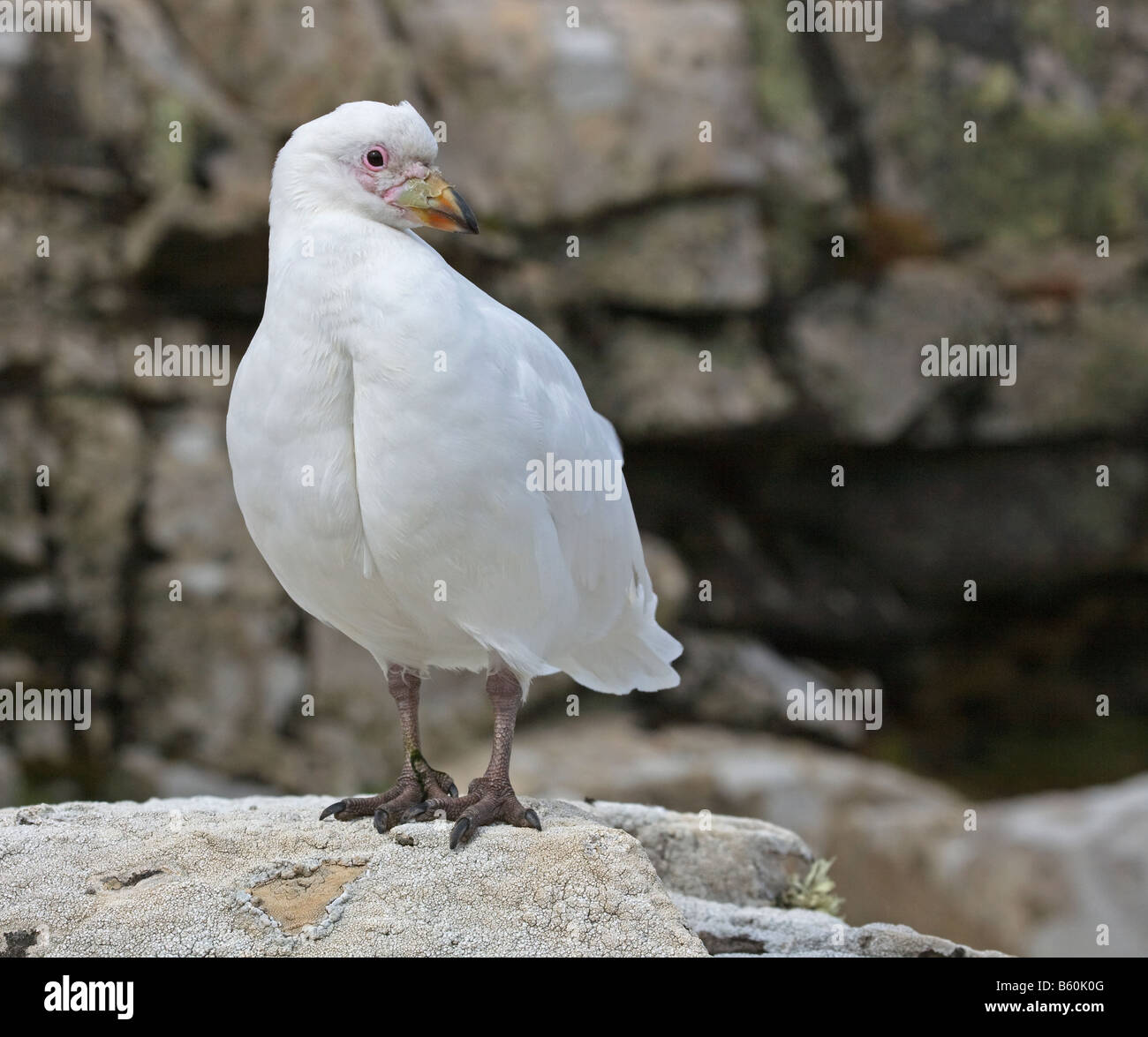 Sheathbill hi-res stock photography and images - Alamy