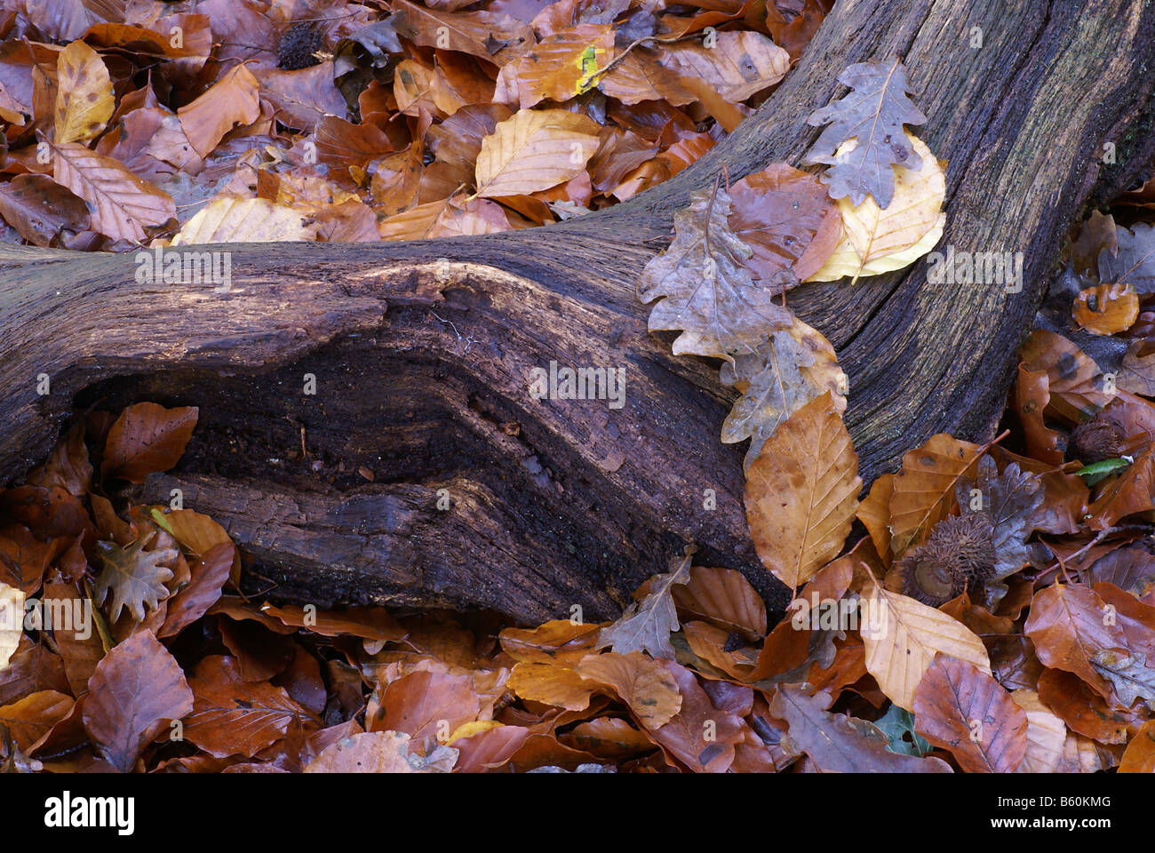autumn leaves on fallen tree branch Stock Photo - Alamy