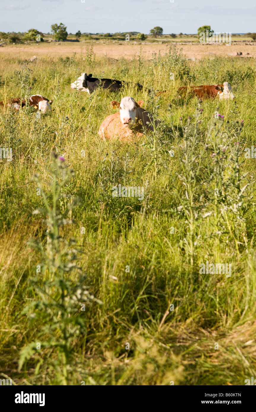 Cows laying in a field Stock Photo - Alamy