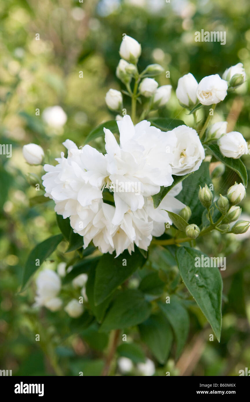 Fragrance bush hi-res stock photography and images - Alamy