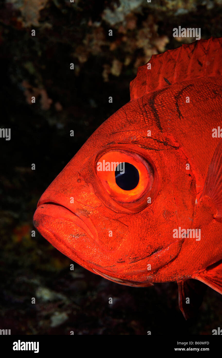 Priacanthus hamrur Crescent tail bigeye, Red Sea Stock Photo - Alamy