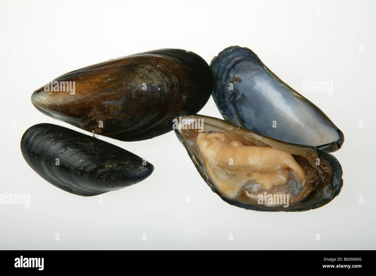 Mussel , shellfish Stock Photo - Alamy