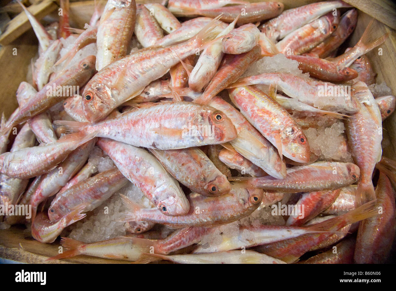Freshly caught fish for sale in a shop Stock Photo - Alamy