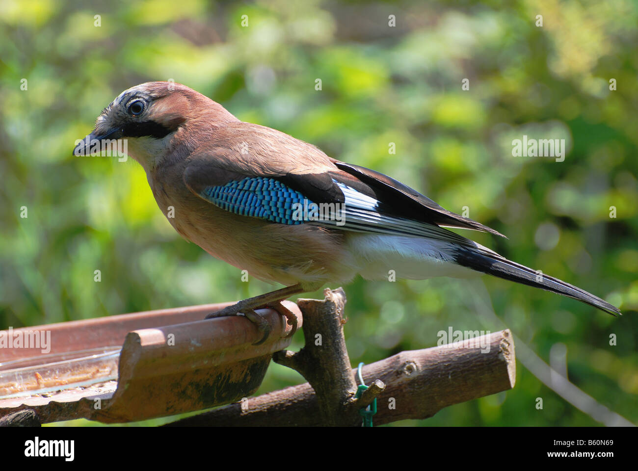 Jay- Garrulus glandarius, Corvidae Stock Photo - Alamy