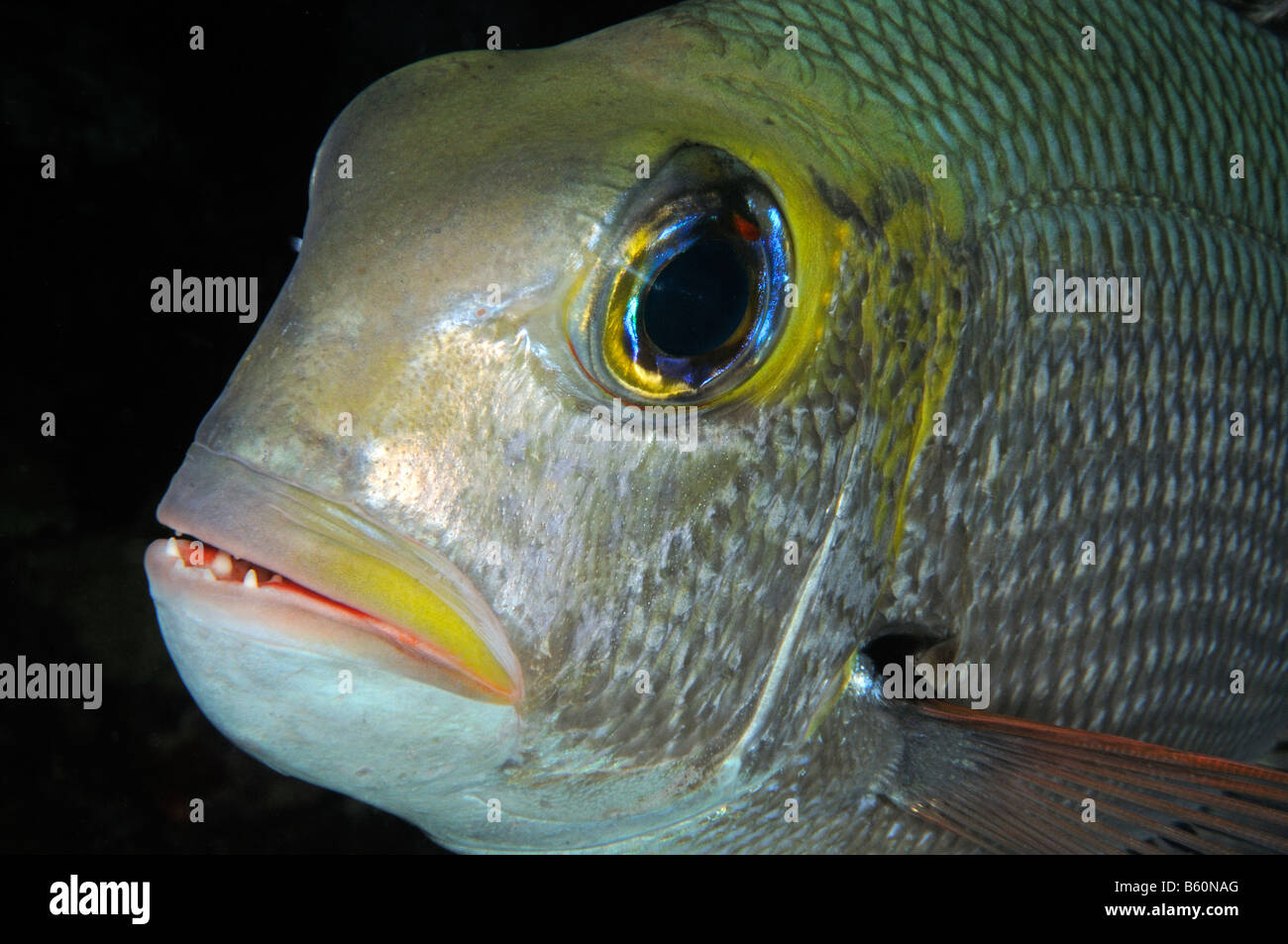 Monotaxis grandoculus Bigeye emperor, Red Sea Stock Photo - Alamy