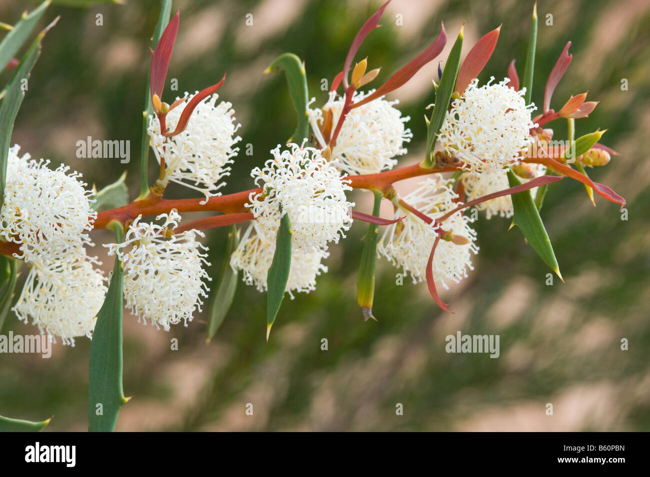 Hakea flowers hi-res stock photography and images - Alamy