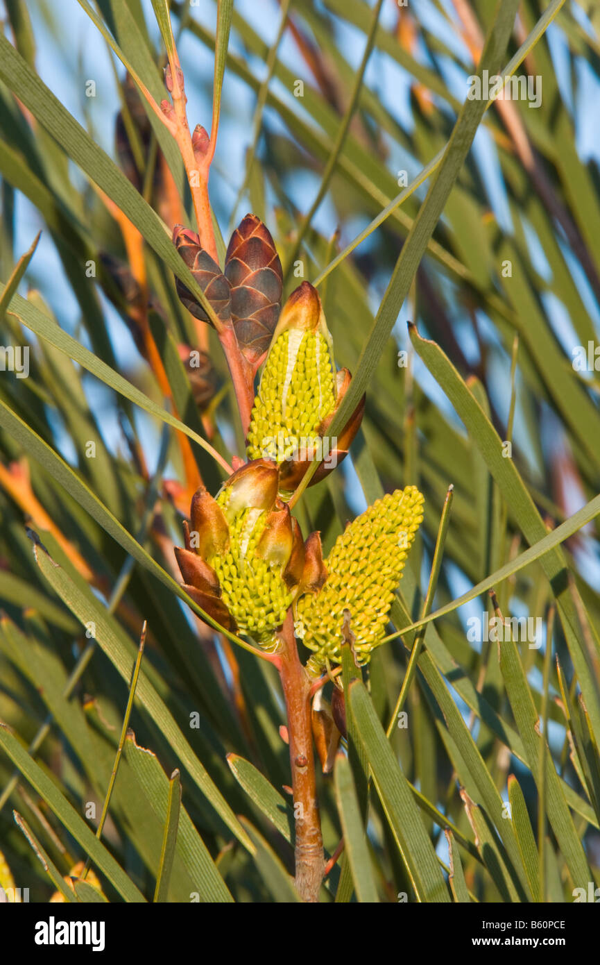 Hakea flowers hi-res stock photography and images - Alamy