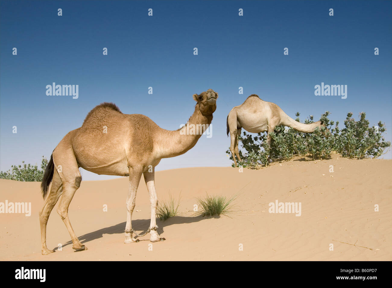 A couple of camels in the Al Awir desert near Dubai, UAE Stock Photo ...