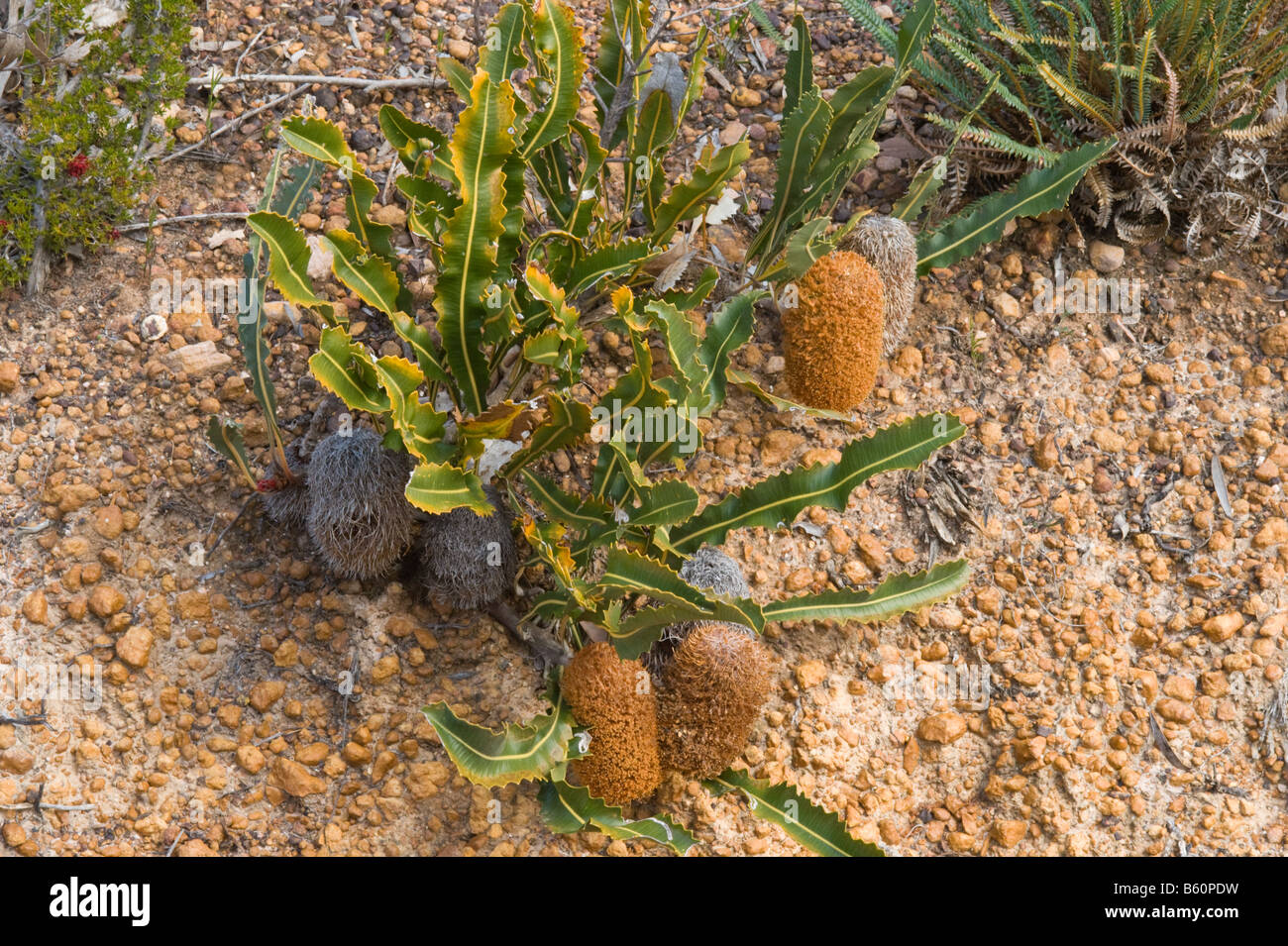 Banksias hi-res stock photography and images - Alamy