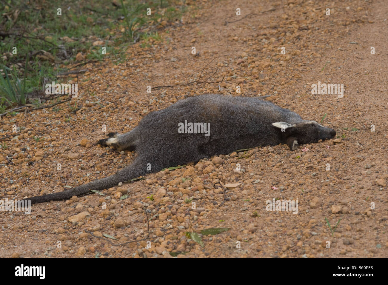 Quokka (Setonix brachyurus) adult dead road casualty reintrodued ...