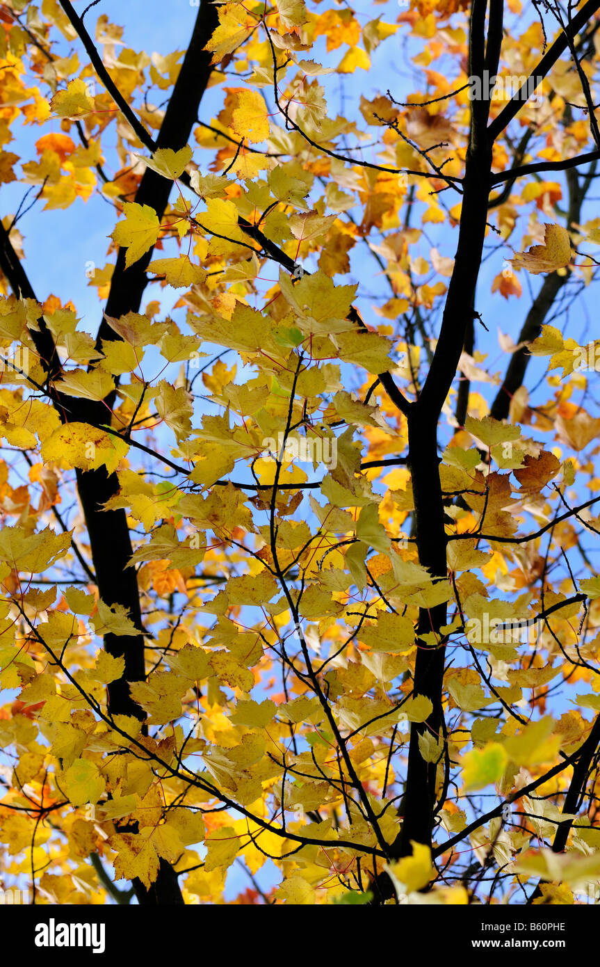 Lime tree Autumn Stock Photo - Alamy