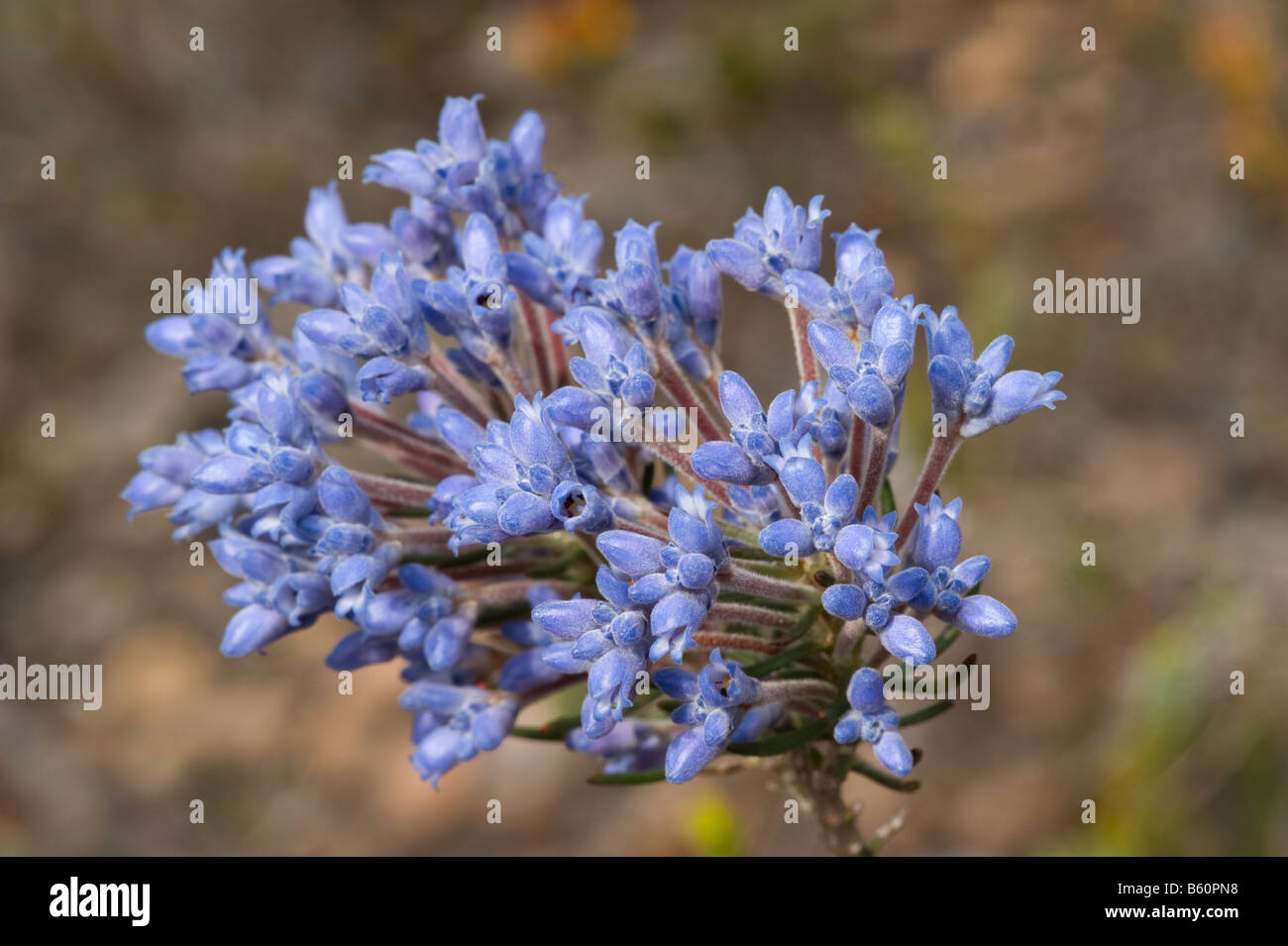 Sterling Range Smokebush (Conospermum dorrienii) flowers Stirling Range ...