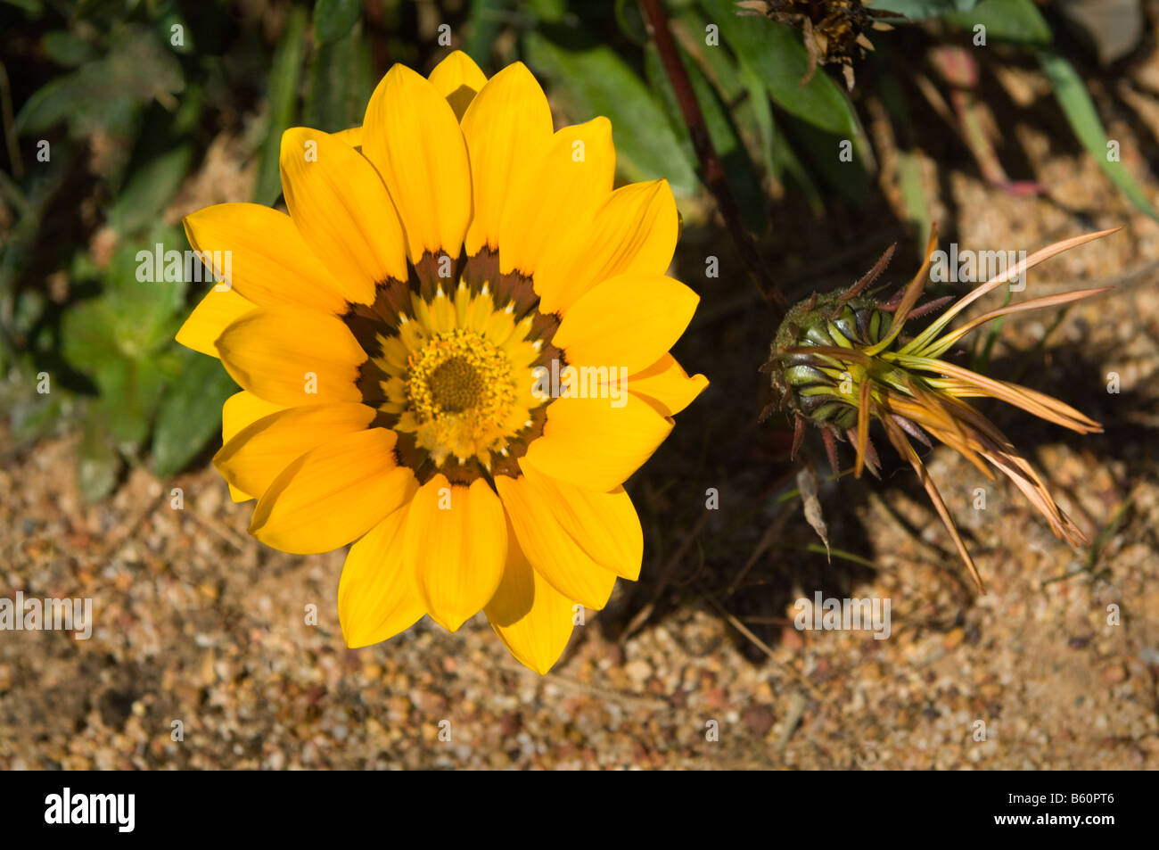 African daisy Arctotis sp close up of the flower Wagin Western ...