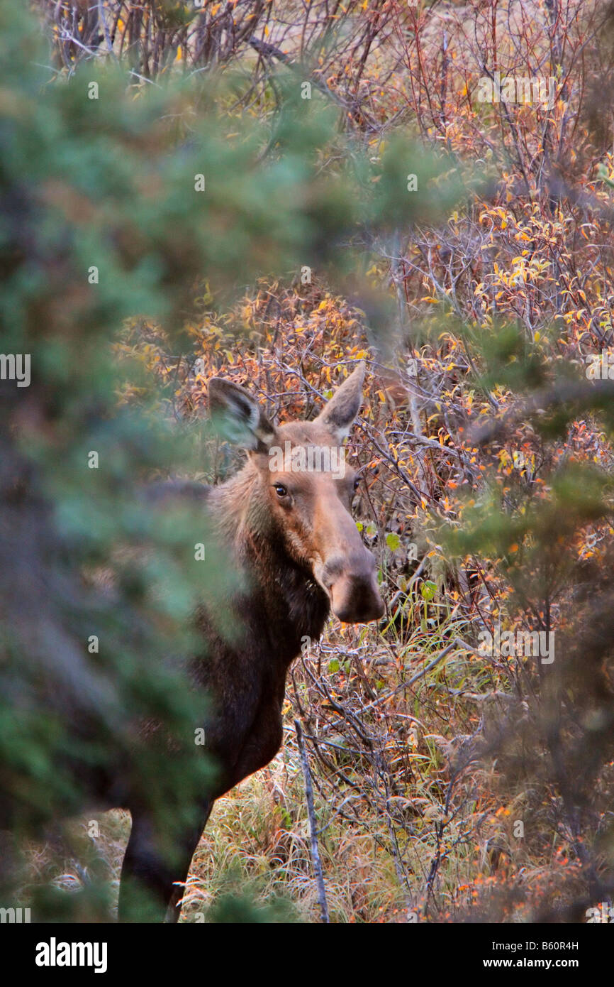 Cow moose standing in Yukon wilds Stock Photo - Alamy