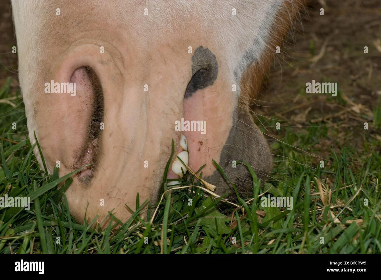 Ground Level Closeup of horse muzzle and teeth chewing the tips off the ...