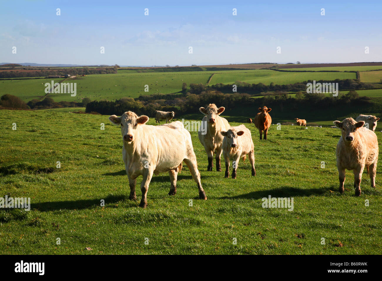 Cattle in a field with panoramic views of the surrounding countryside ...