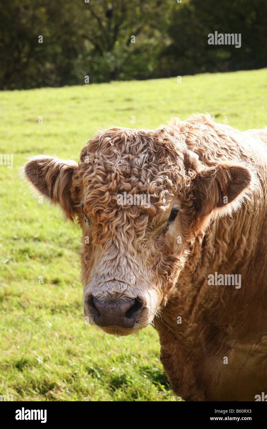 Bull in field near village hi-res stock photography and images - Alamy