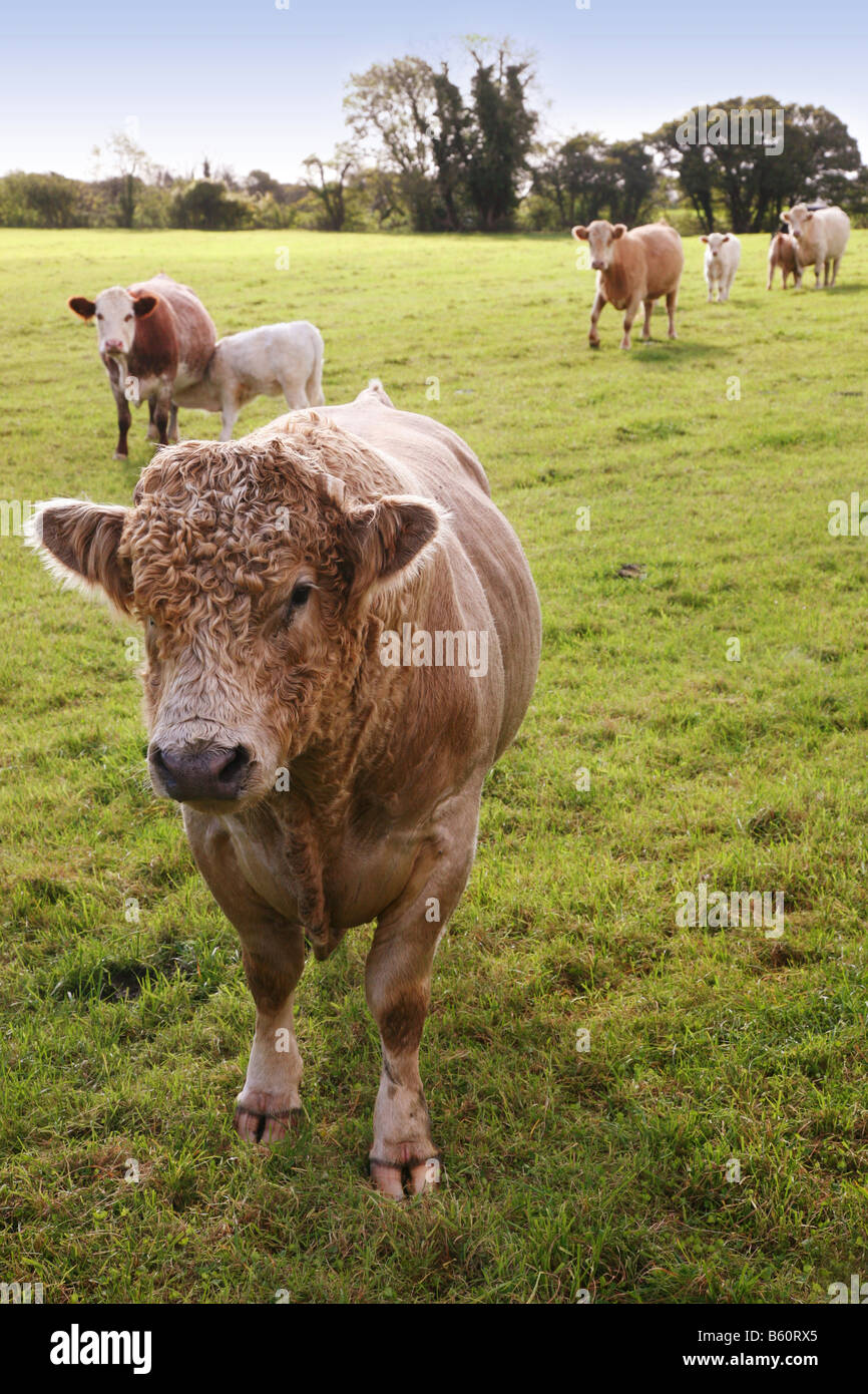 Bull in field near village hi-res stock photography and images - Alamy