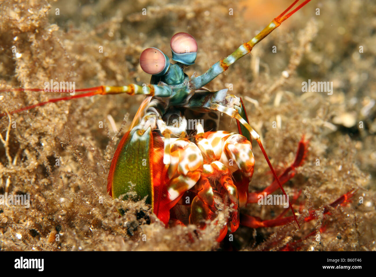 Mantis Shrimp Odontodactylus scyllarus Stock Photo - Alamy
