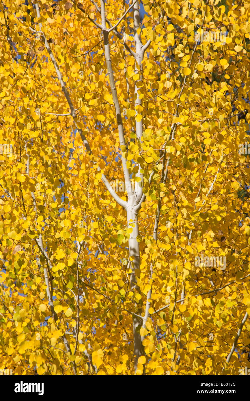 Yellow Gold Aspen Tree Leaves Close Up Fall Colors Leavenworth ...