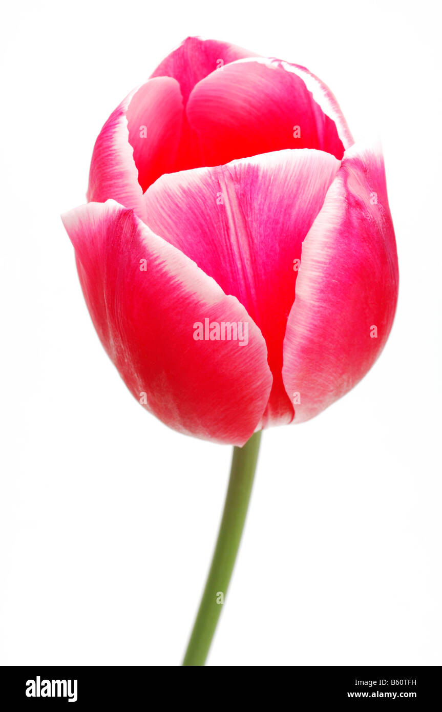 Species tulip Cut Out Stock Images & Pictures - Alamy