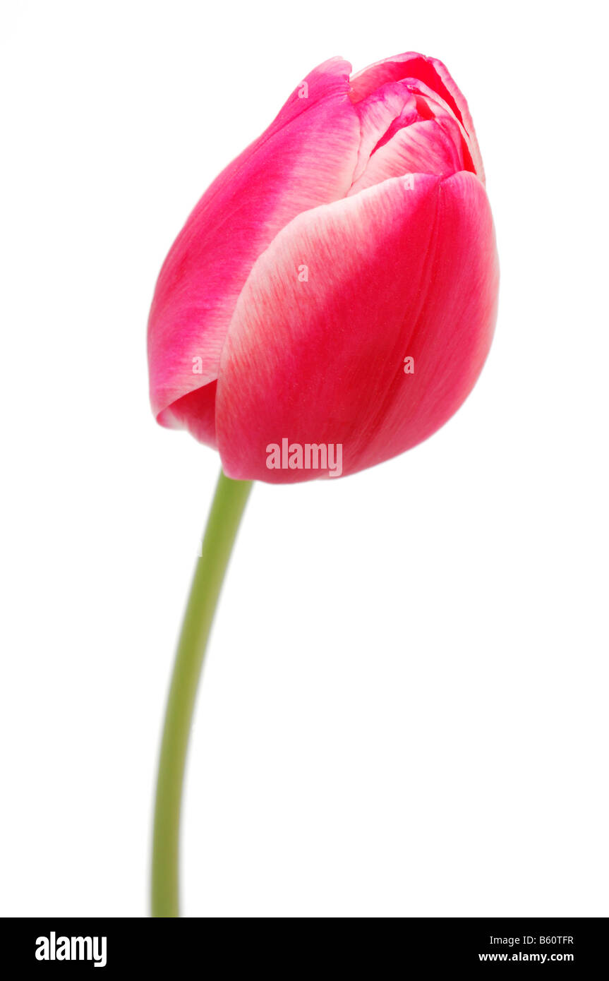 Types of tulip Cut Out Stock Images & Pictures - Alamy