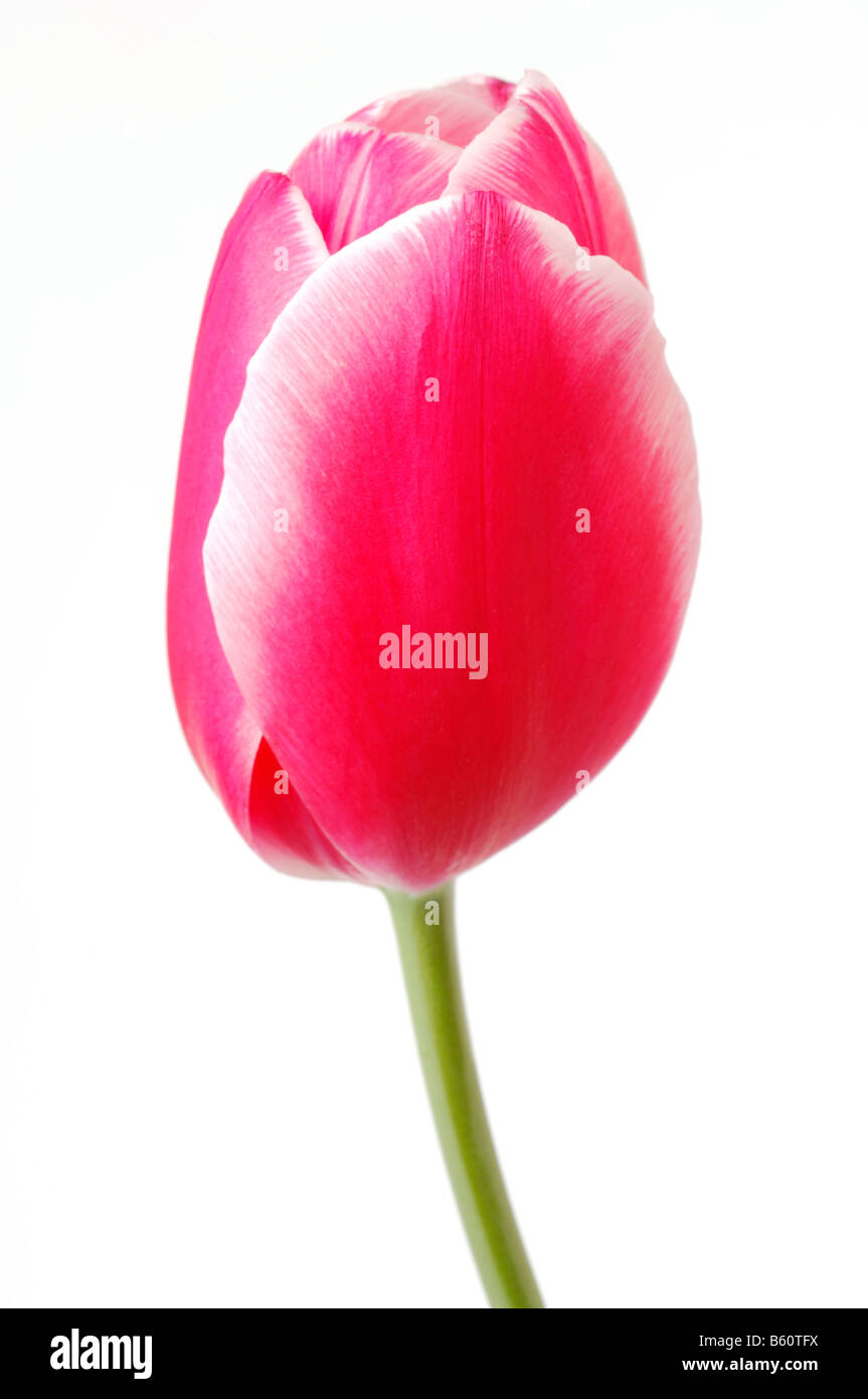 Still stills stills studio types varieties variety Cut Out Stock Images ...