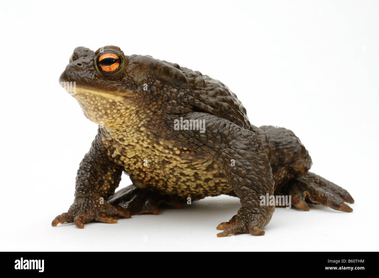 Common toad european Cut Out Stock Images & Pictures - Alamy